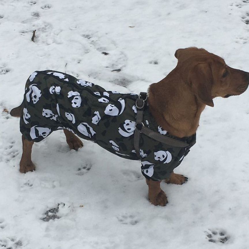 Такса, взрослый пёс