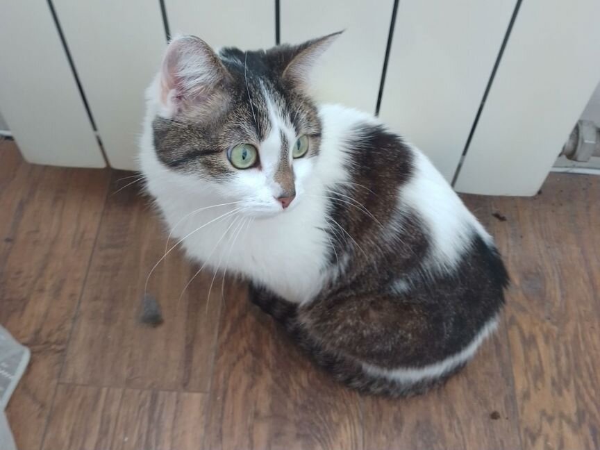 Отдам бесплатно кошку Муся