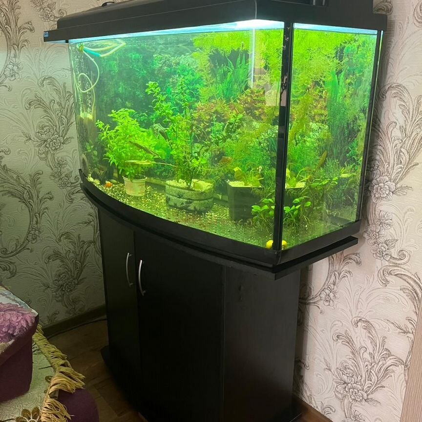 Аквариум панорамный 175 л. с тумбой