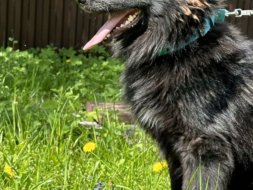 Собака ищет дом