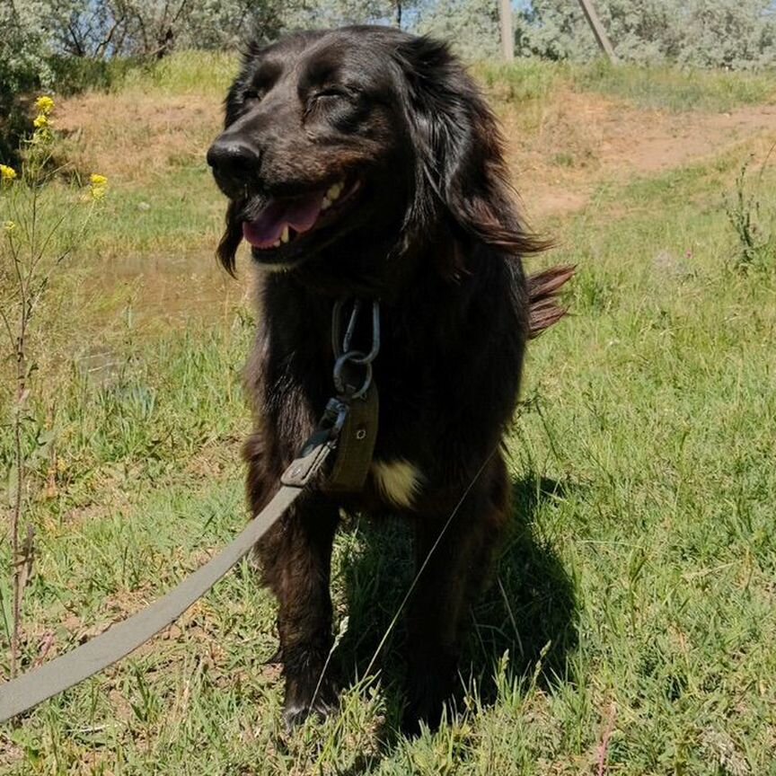 Собака Люся ищет дом