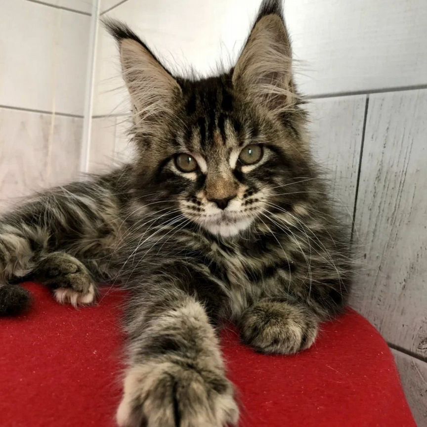 Мейн-кун котёнок