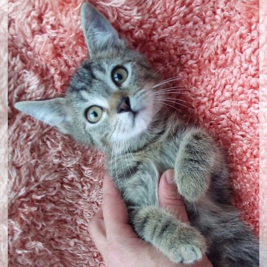 Маленький ласковый котёнок Смурфик 2 мес ищет дом