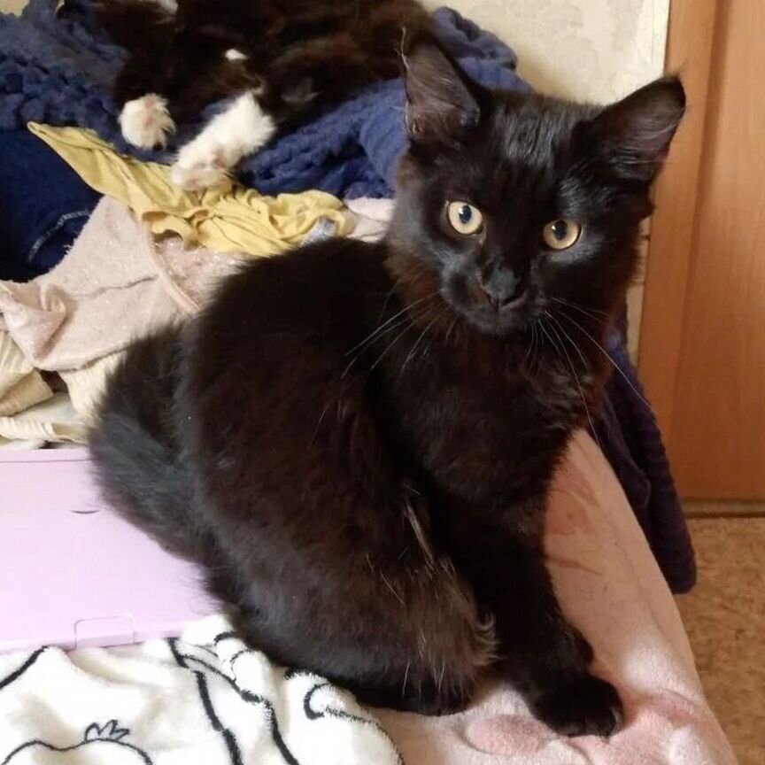 Котёнок в добрые руки