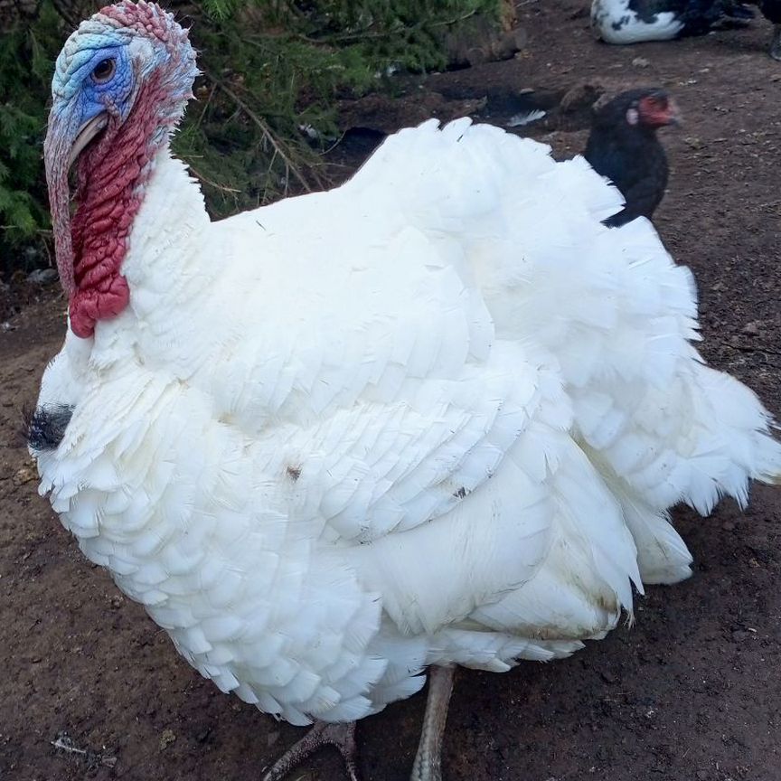 Индюк и 2 индюшки