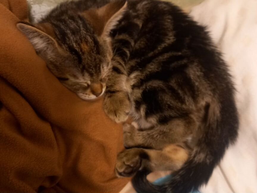 Кошка