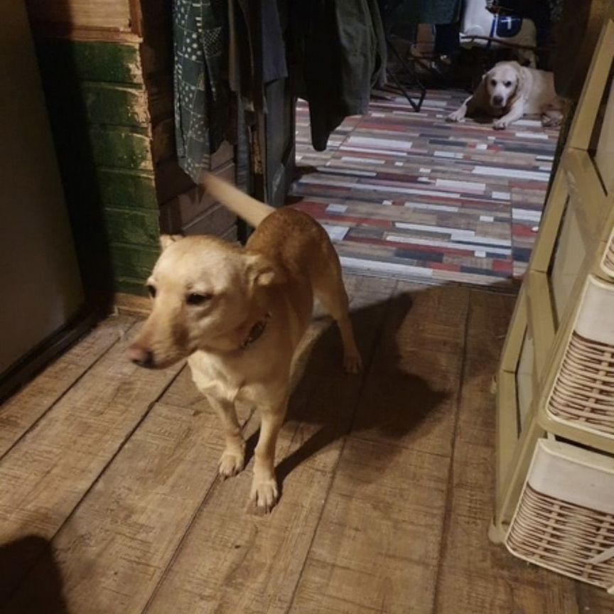 Собака в добрые руки