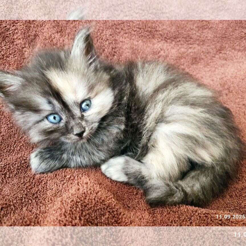 Котенок
