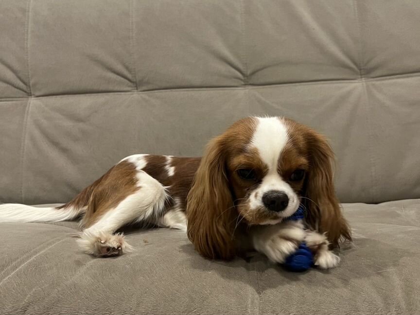 Кинг чарльз спаниель