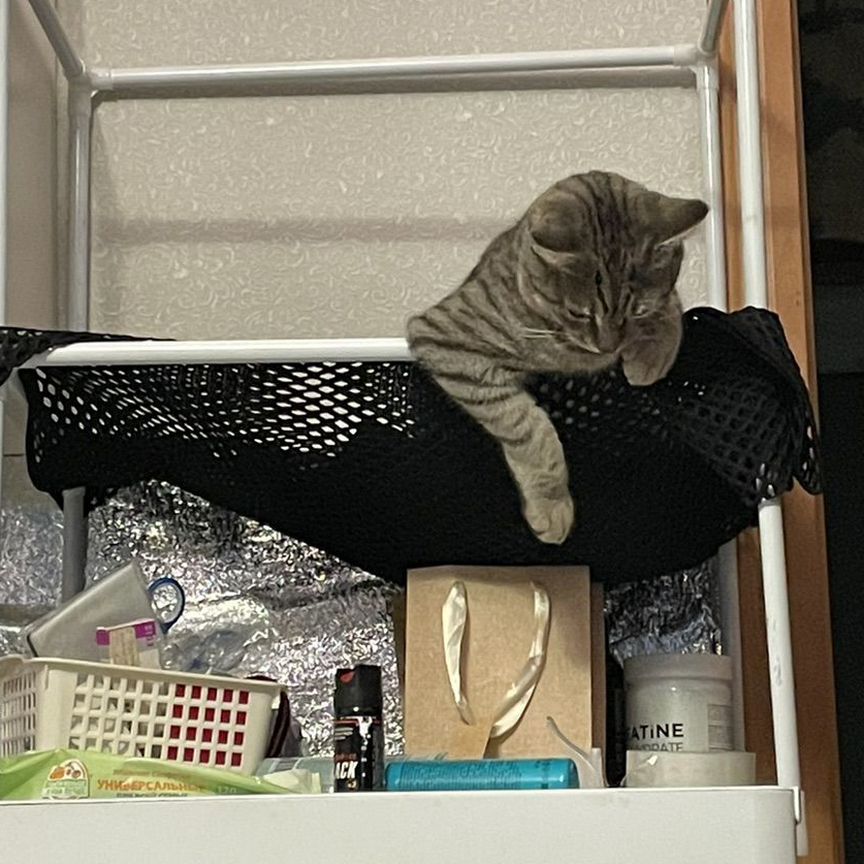 Отдам Котика в добрые руки