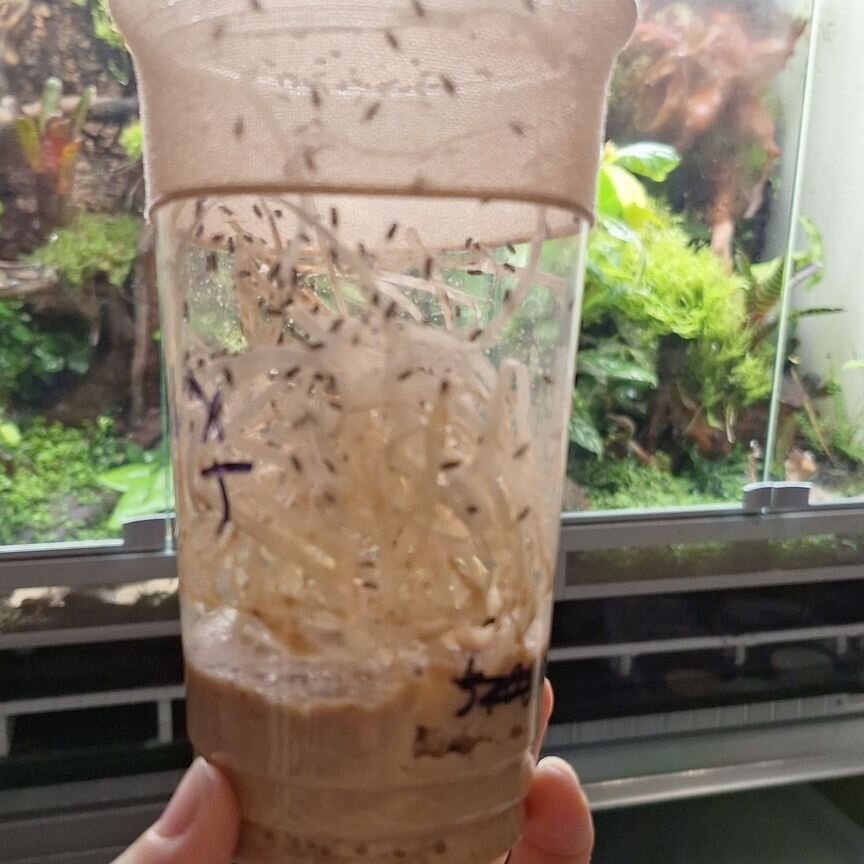 Муха хидея, хидея голд, меланогастер