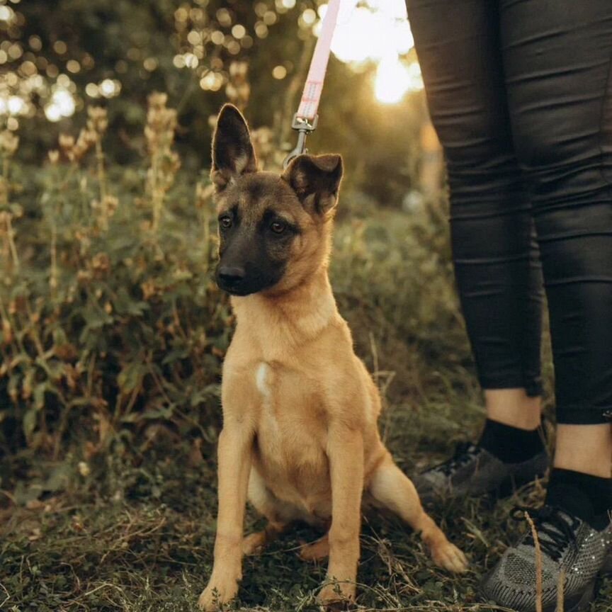 Щенок в добрые руки