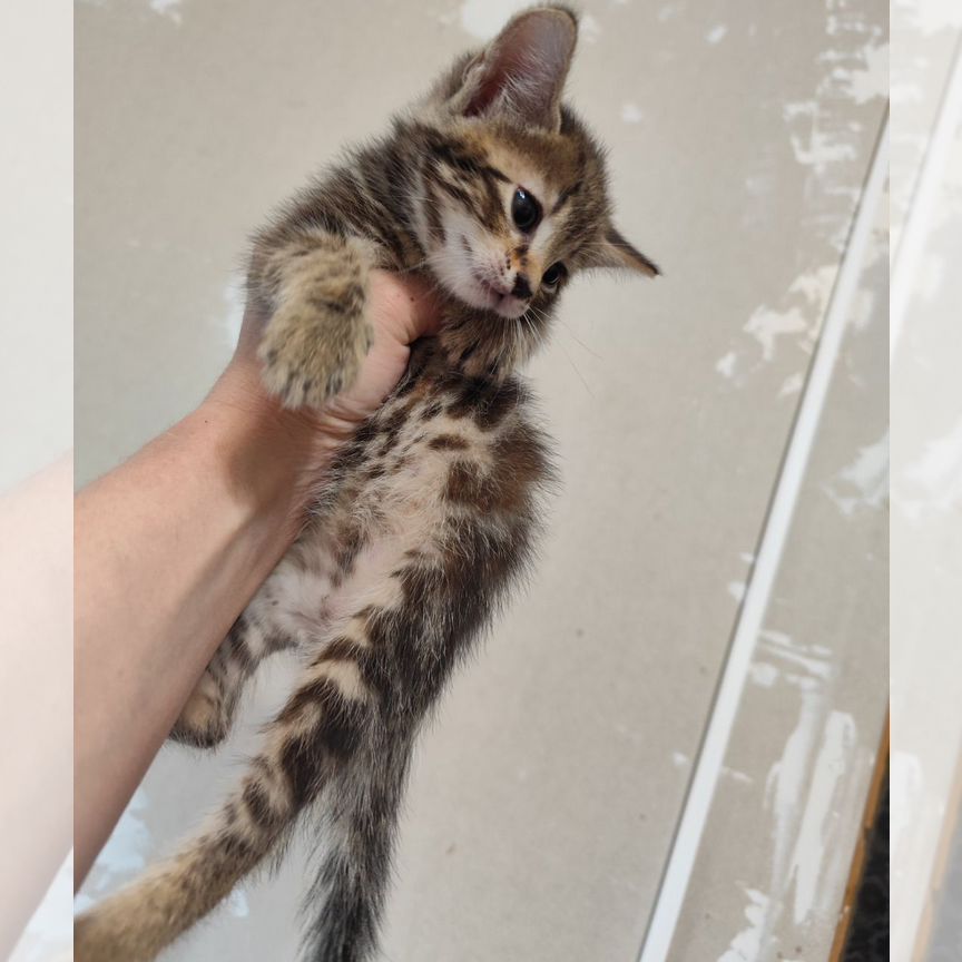 Котёнок в добрые руки