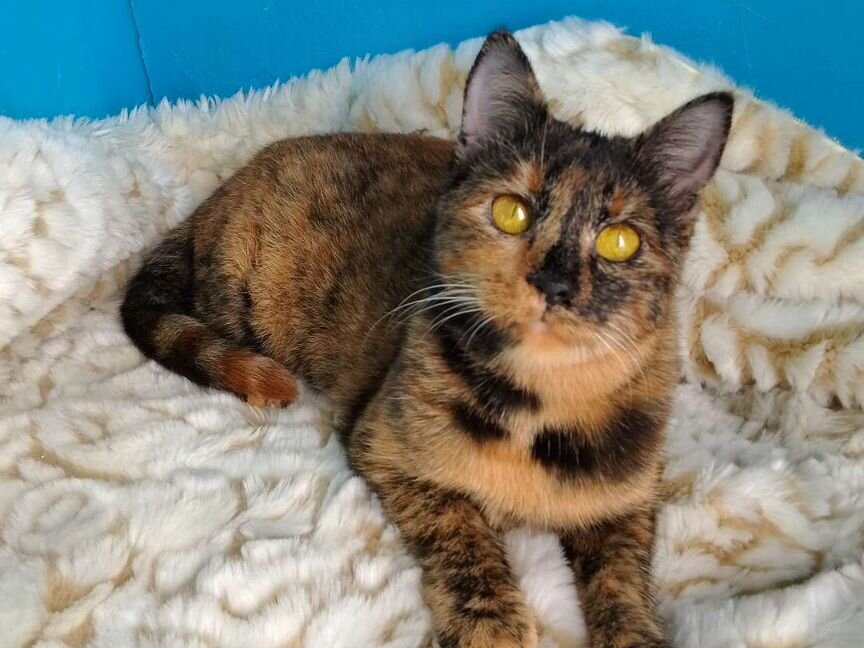 Особенная Ириска