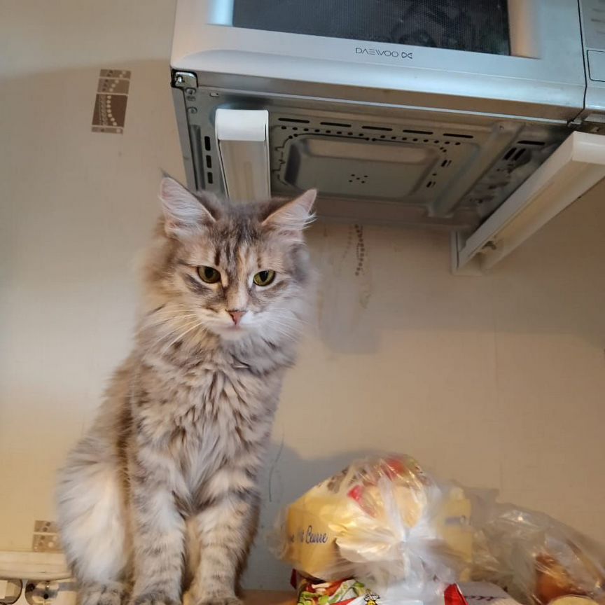 Кошка Варежка