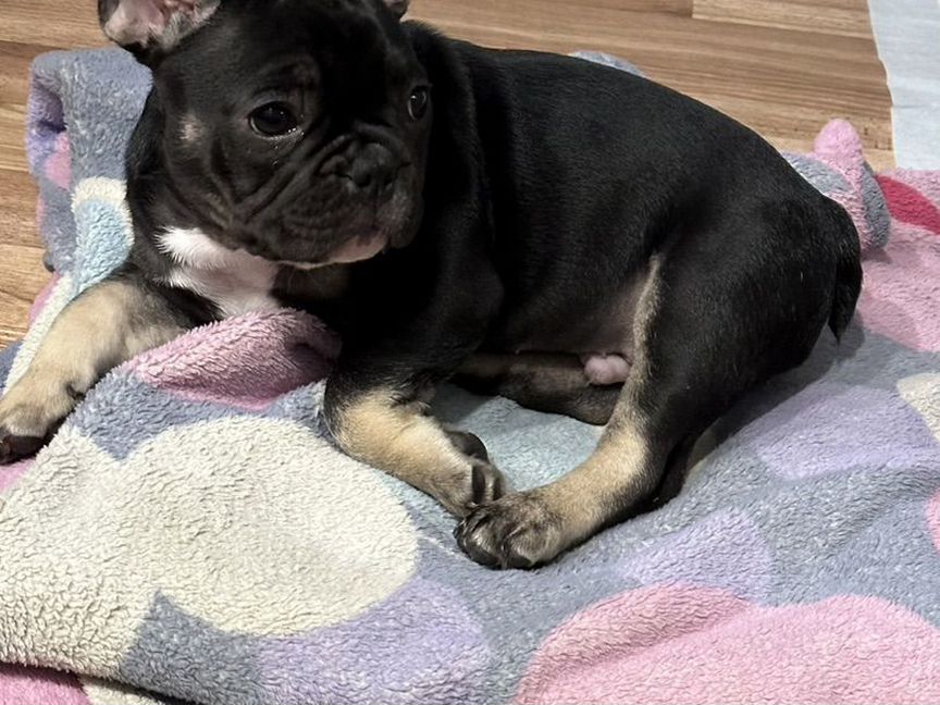 Французский бульдог