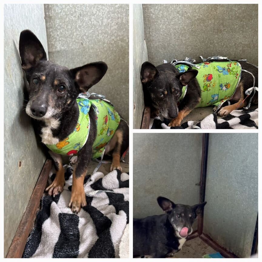 Собака в добрые руки