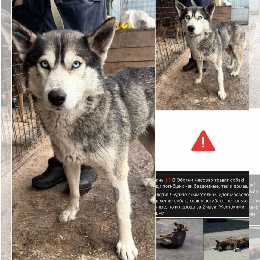 Взрослая собака в добрые руки