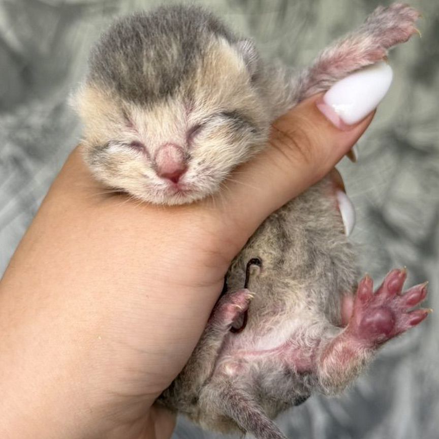 Шотландский прямоухий короткошёрстный котёнок