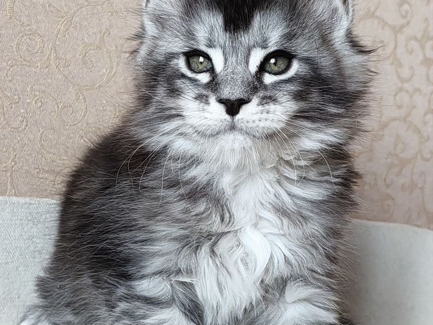 Лучшие котята Мейн кун