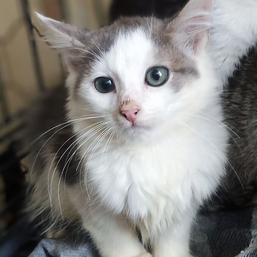 Котенок ищет дом