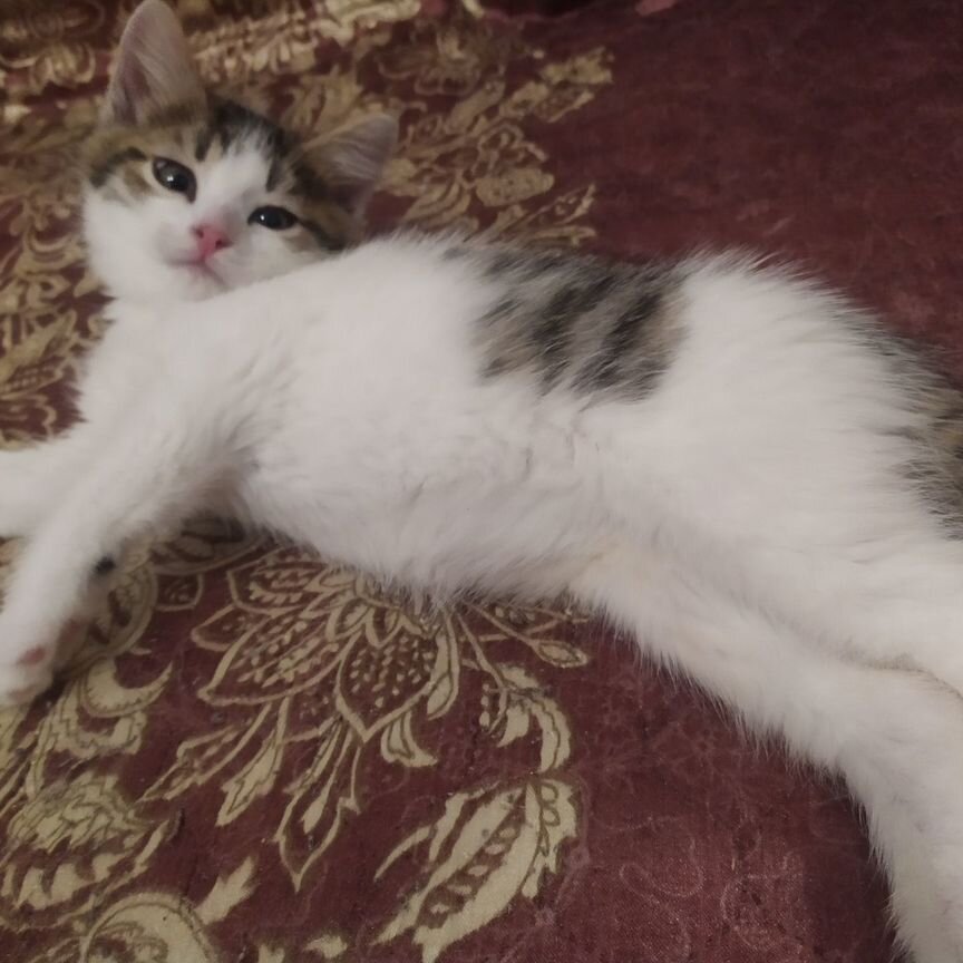 Отдам котят в добрые руки