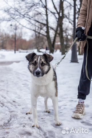 Собака мальчик