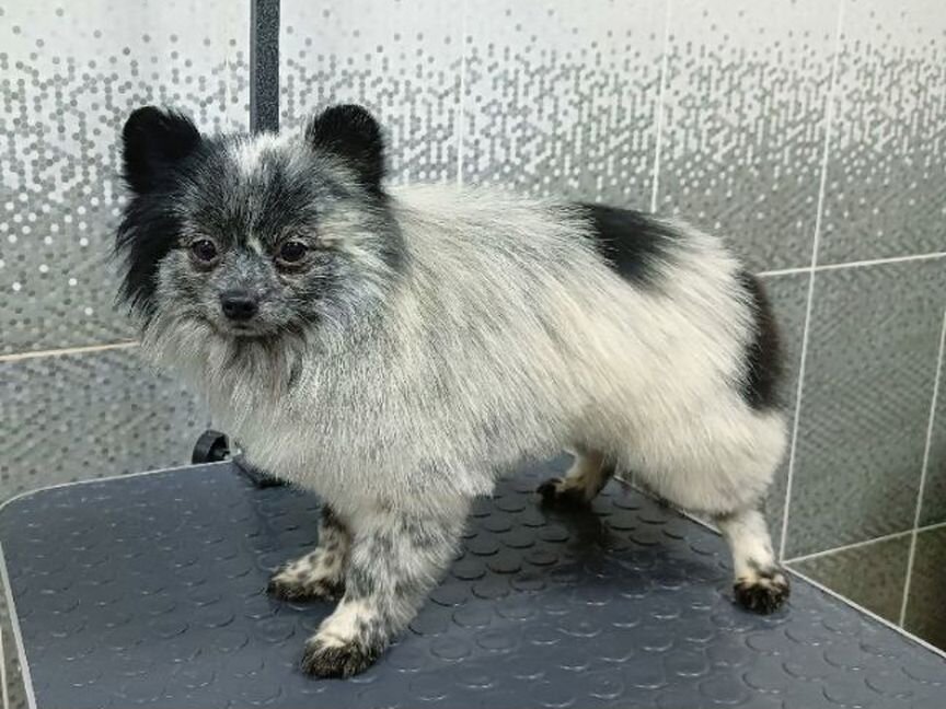 Шпиц мини мальчик