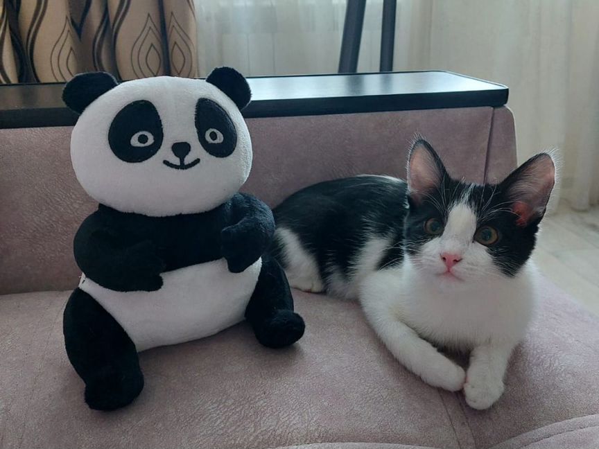 Котёнок девочка 5мес Отдам в хорошие руки