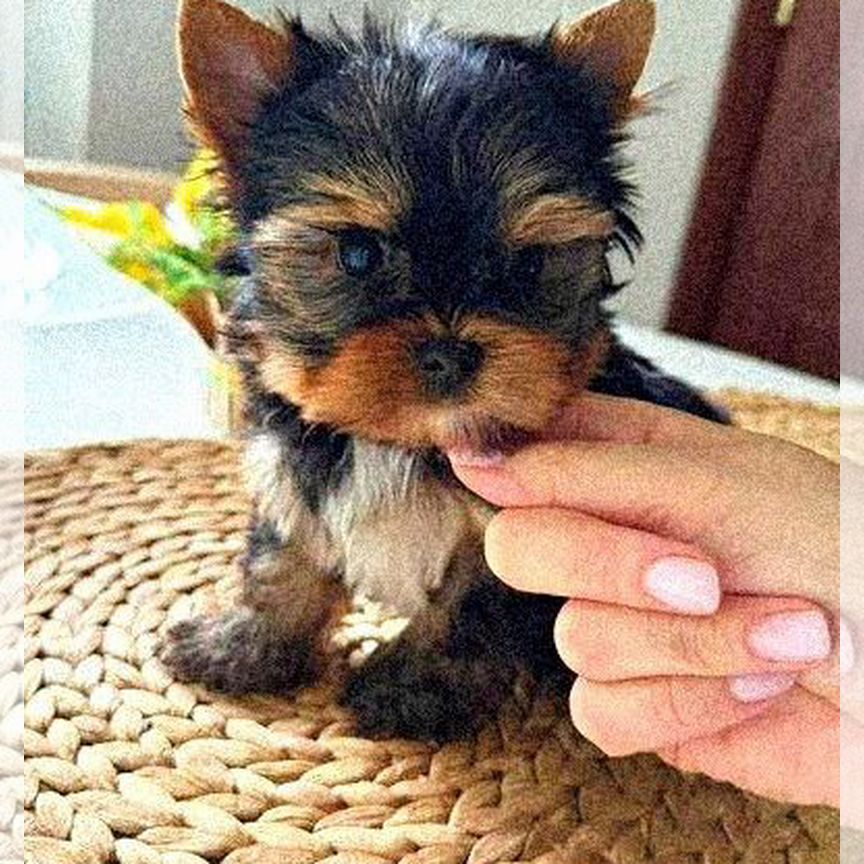 Йоркширский терьер мини щенки