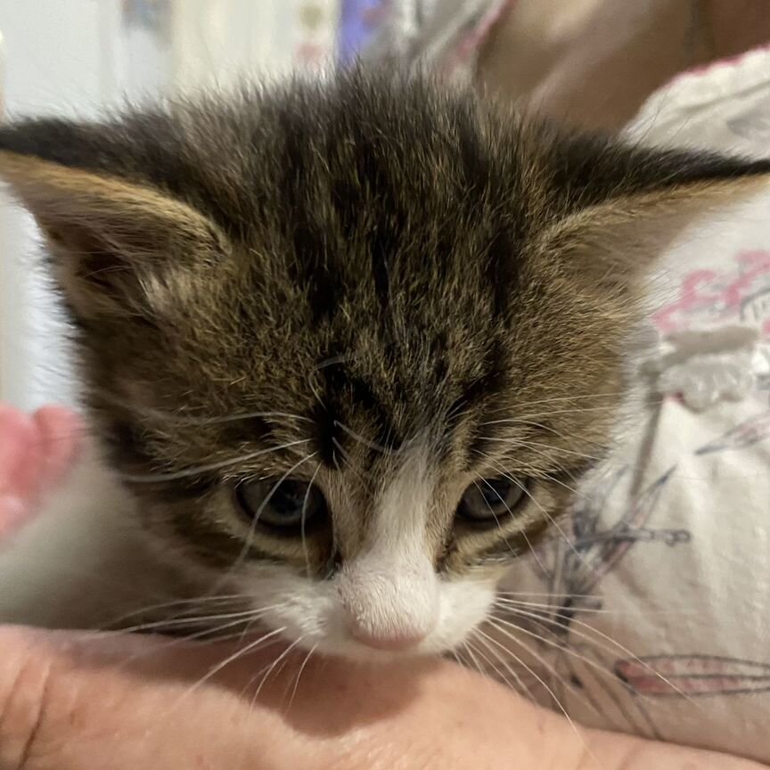 Сиамский котёнок