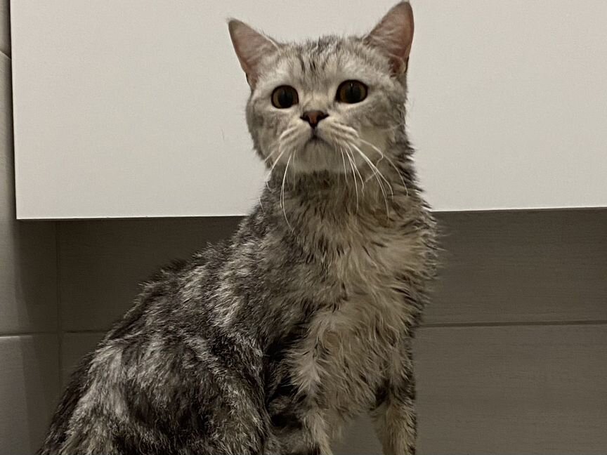 Кошка