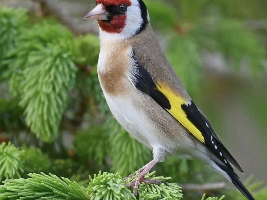 Подам щегла, зеленушку