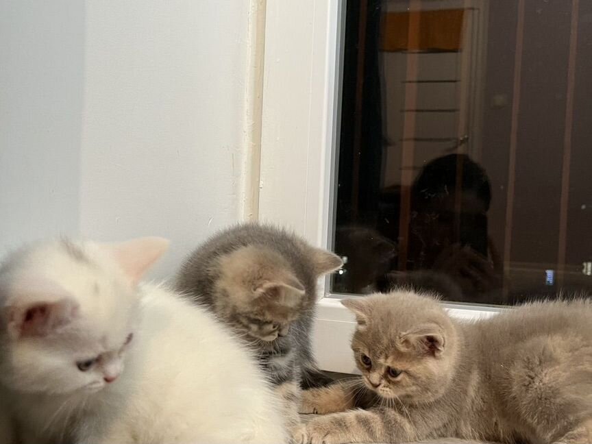 Шотландские котята