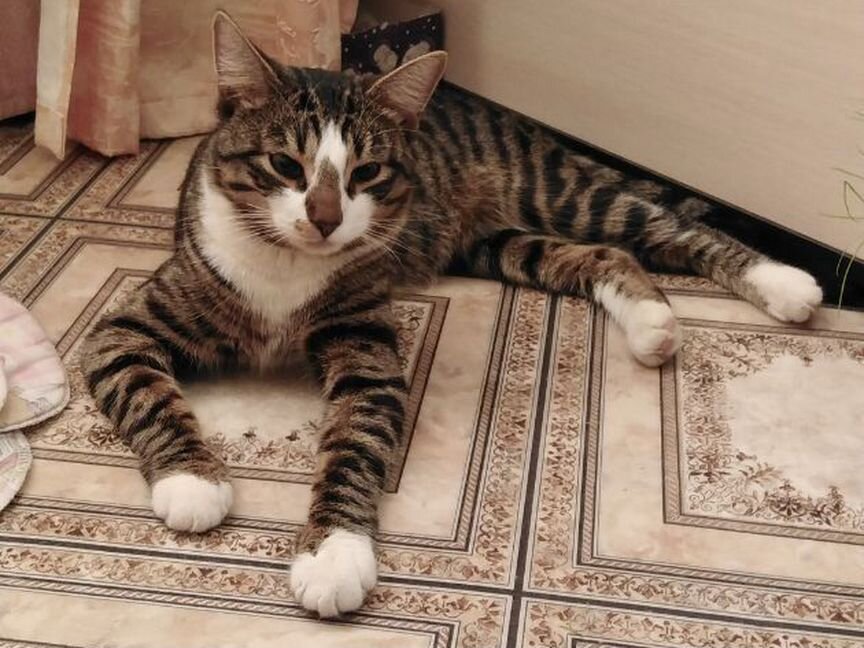 Котейка ищет дом