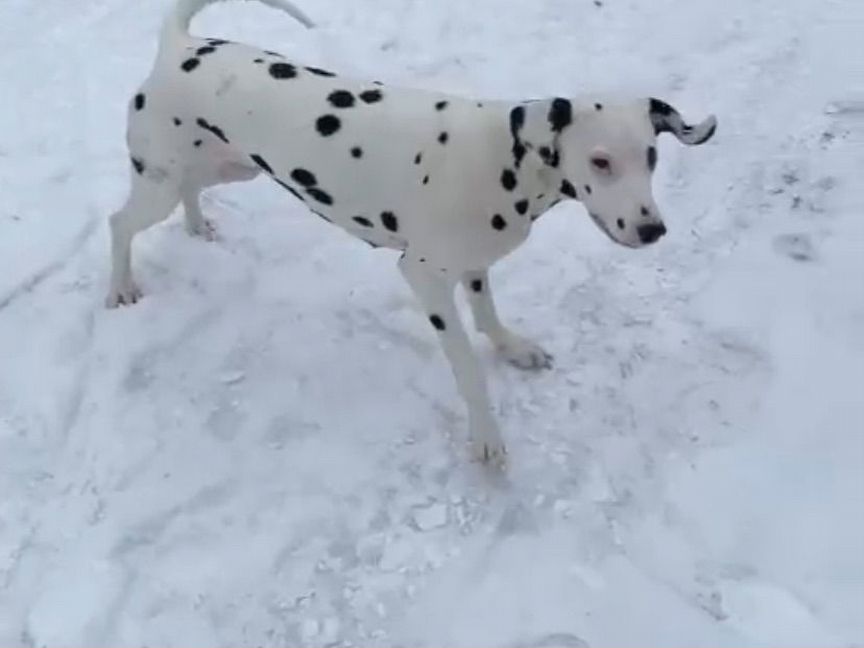 Собака далматинец