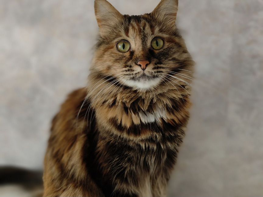 Передержка кошек, маленьких собак и грызунов