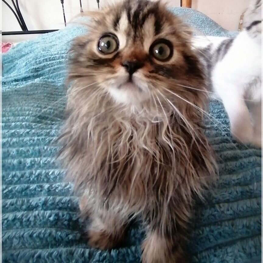 Шотландский вислоухий длинношёрстный котёнок