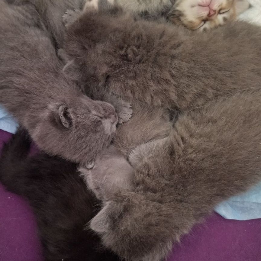 В добрые руки котята и щенки