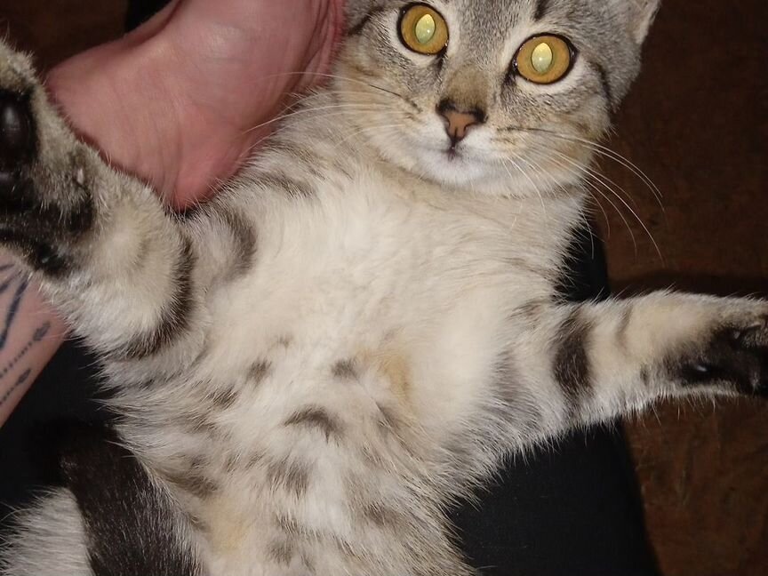 Кошка в добрые руки