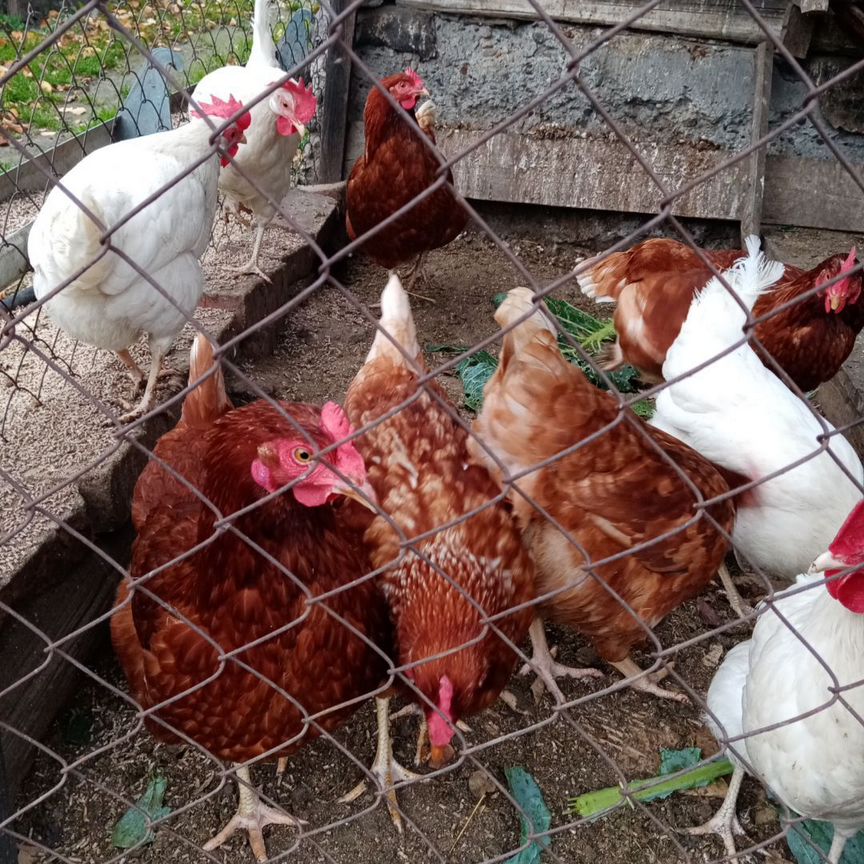 Куры несушки