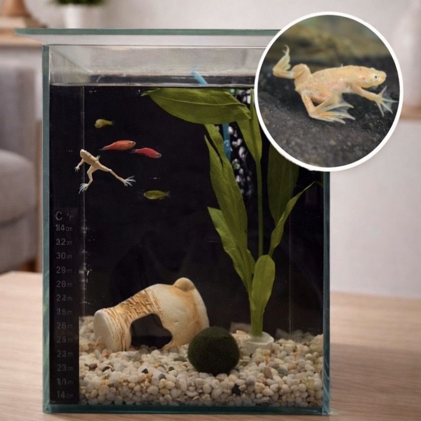 Готовый аквариум с лягушками и Данио