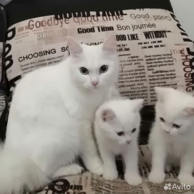Белые котята сибирские