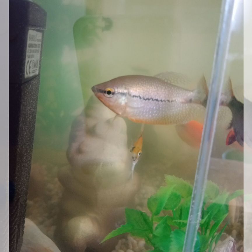 Отдам рыбок