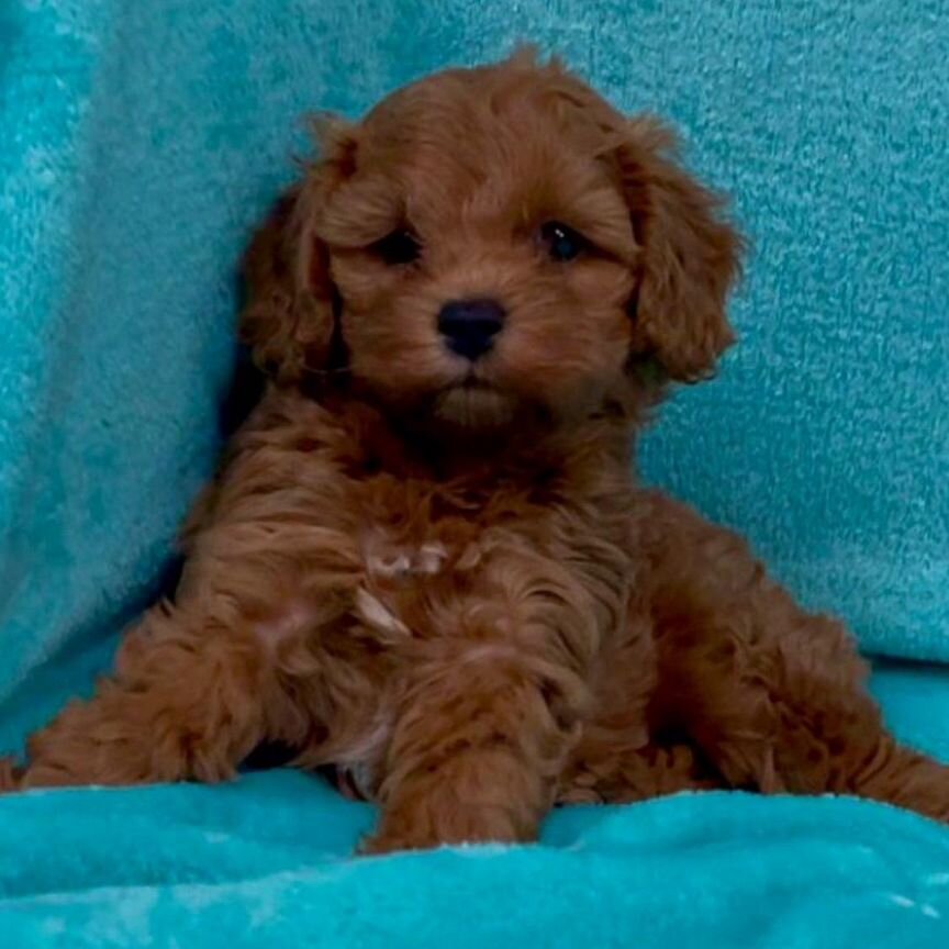 Кавапу щенок мальчик