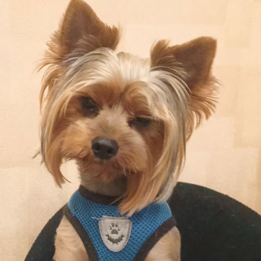 Йоркширский терьер, щенок