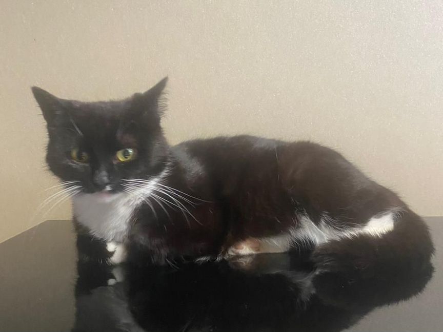 Кошка сверхласковая спокойная плюшка