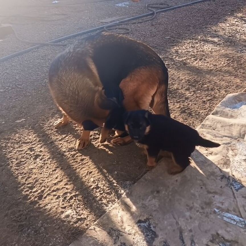 Немецкая овчарка, щенок