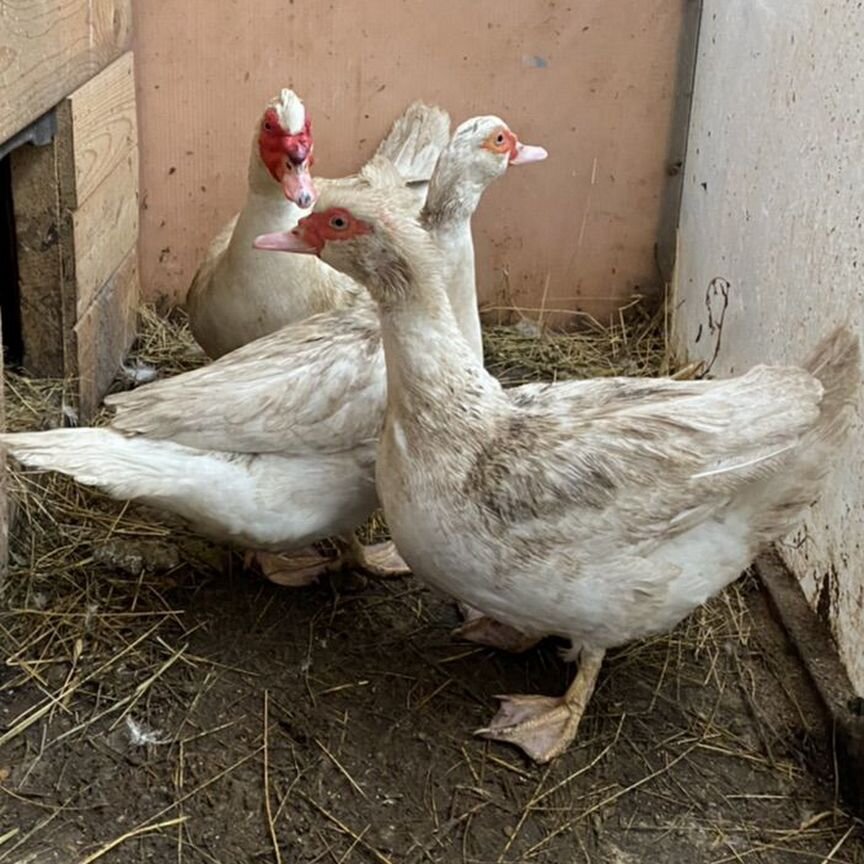 Мускусные утки