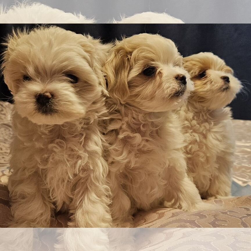 Мальтипу, щенок